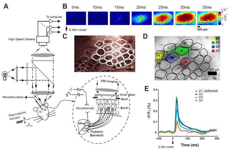 Publications | Laboratory for Neural Engineering & Control